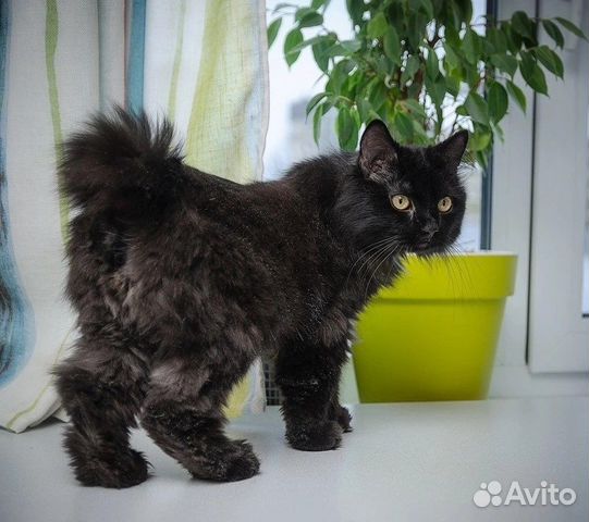 Мун - роскошный котик с коротким хвостиком