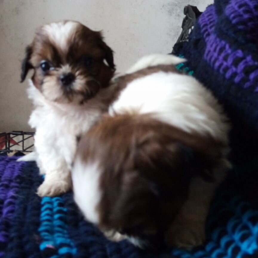 Красатули ши тцушки