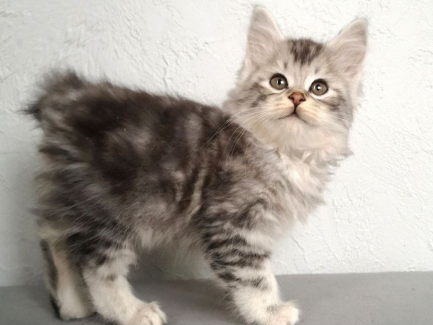 Курильский бобтейл