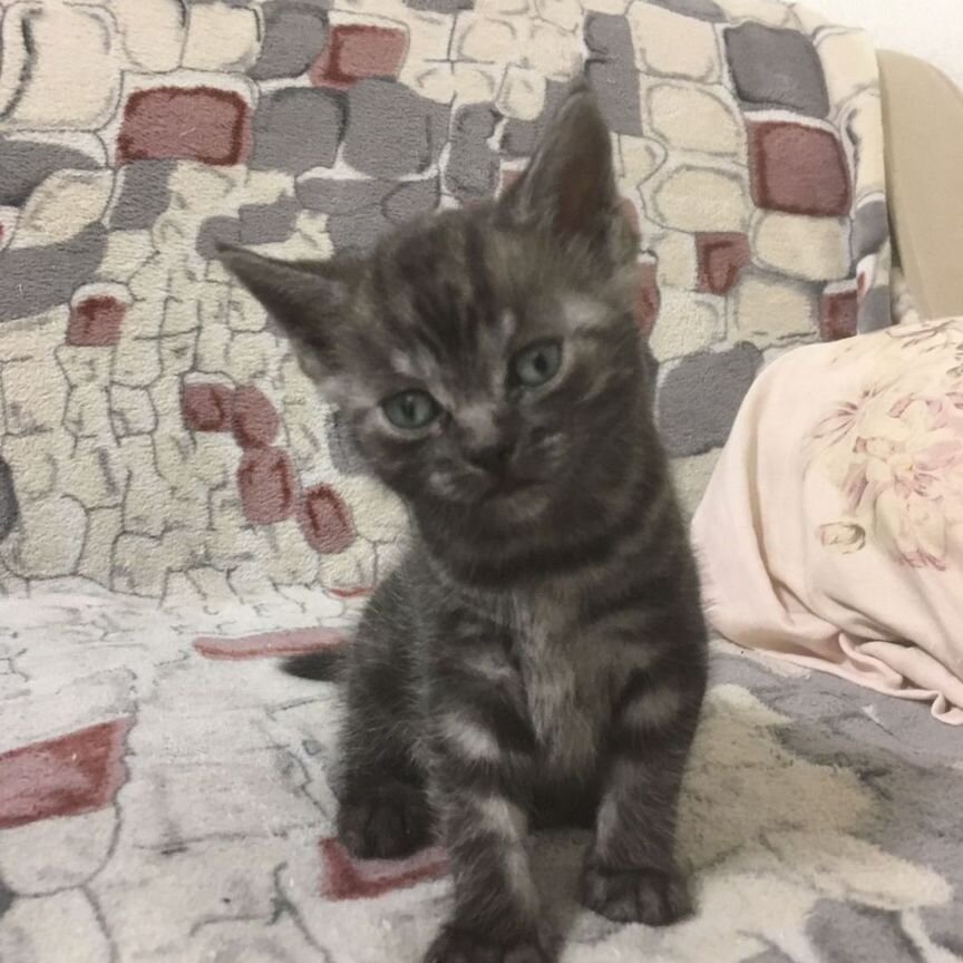 Британские котята
