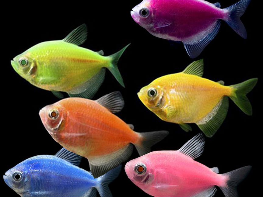 Рыба тернеции гло