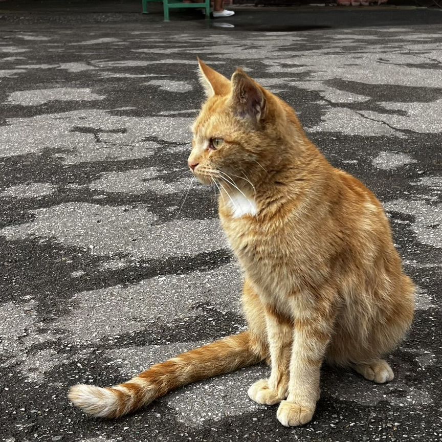 Кошка Мейн-кун ищет дом