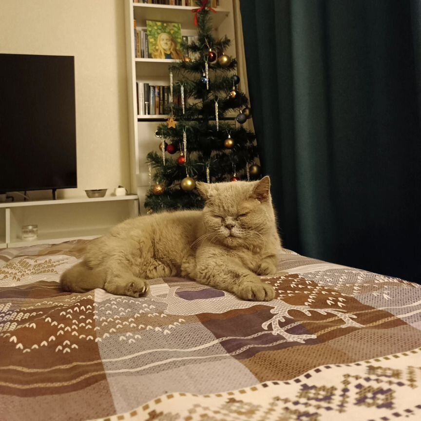 Британская кошка