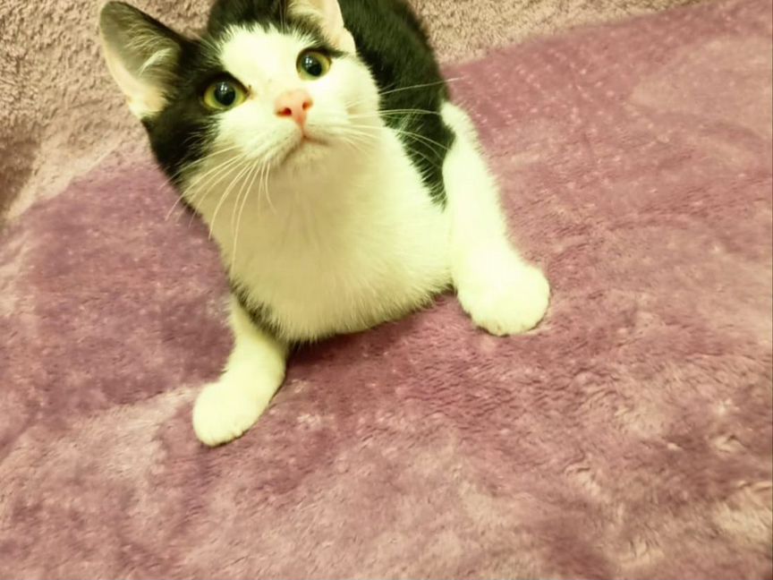 Кошка в дар бесплатно