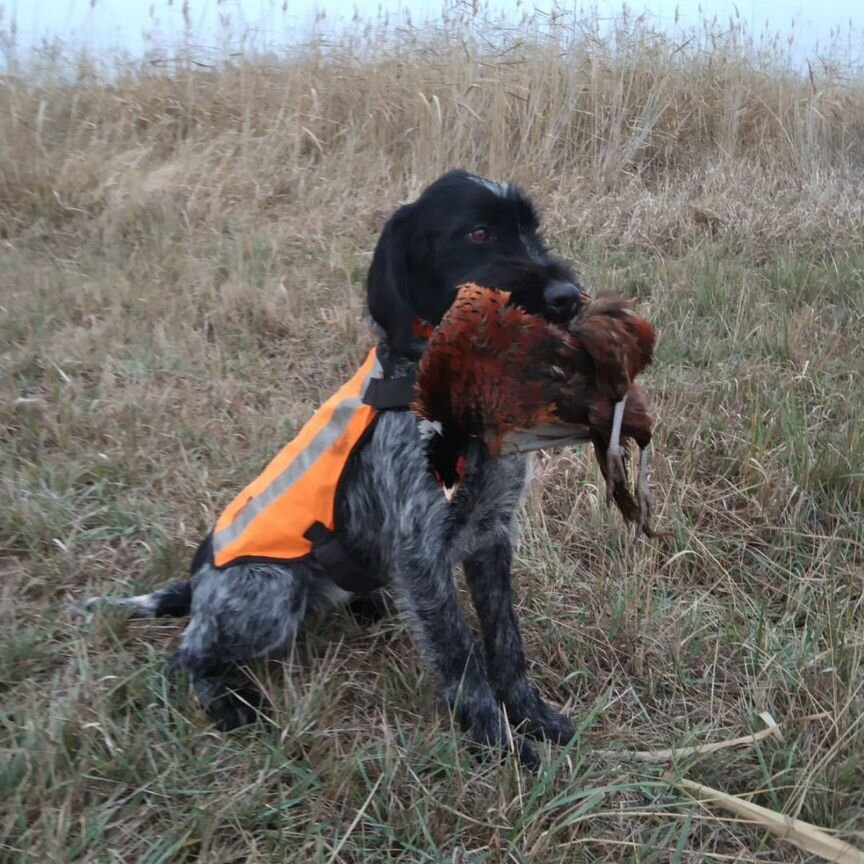 Дратхаар сука 15 мес