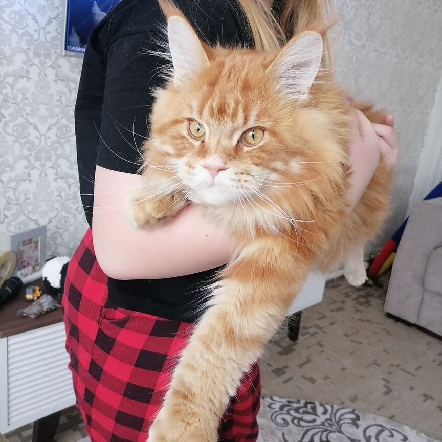 Вязка мейкуна