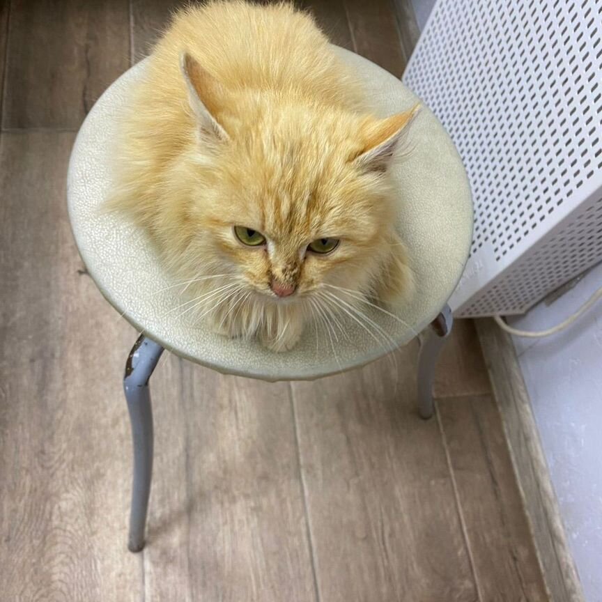 Отдам в добрые руки кошечька
