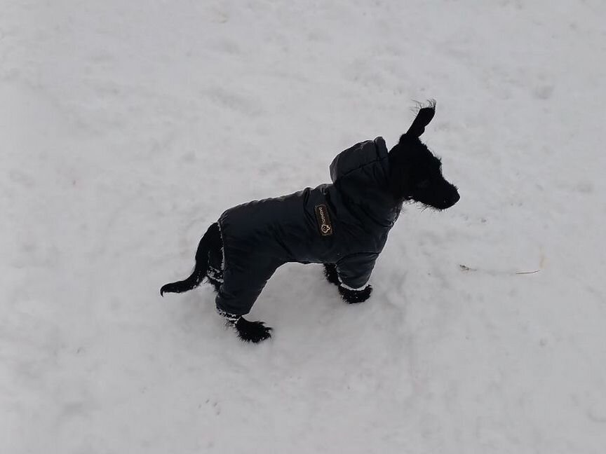 Собака маленькая порода