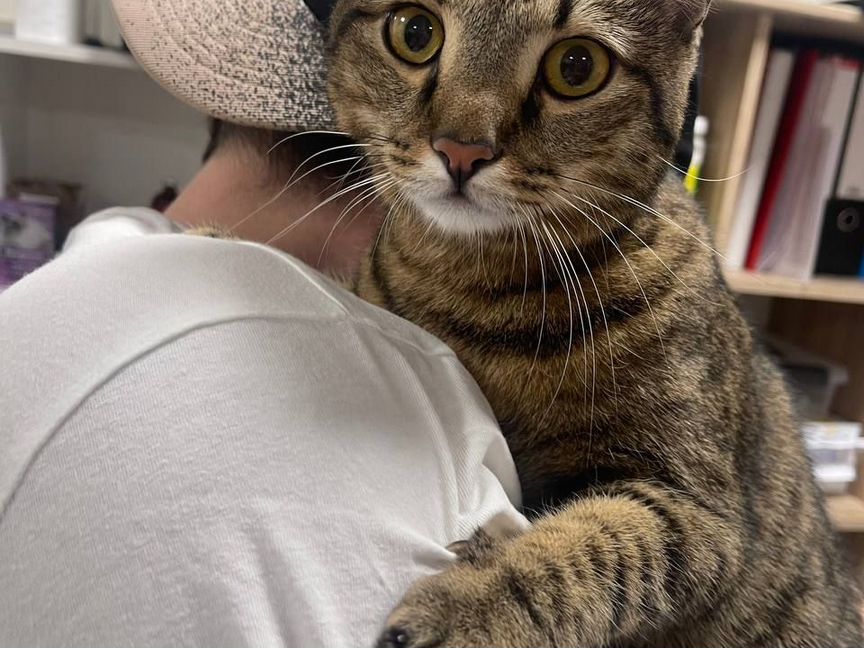 Кот найдёныш