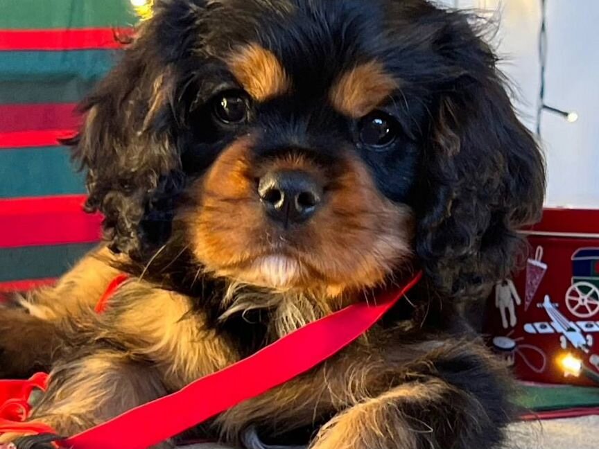 Кавалер-кинг-чарльз спаниель