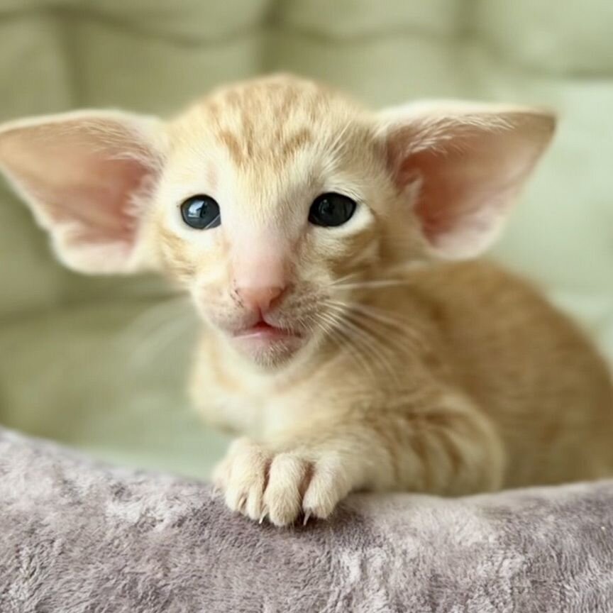 Ориентальный котёнок