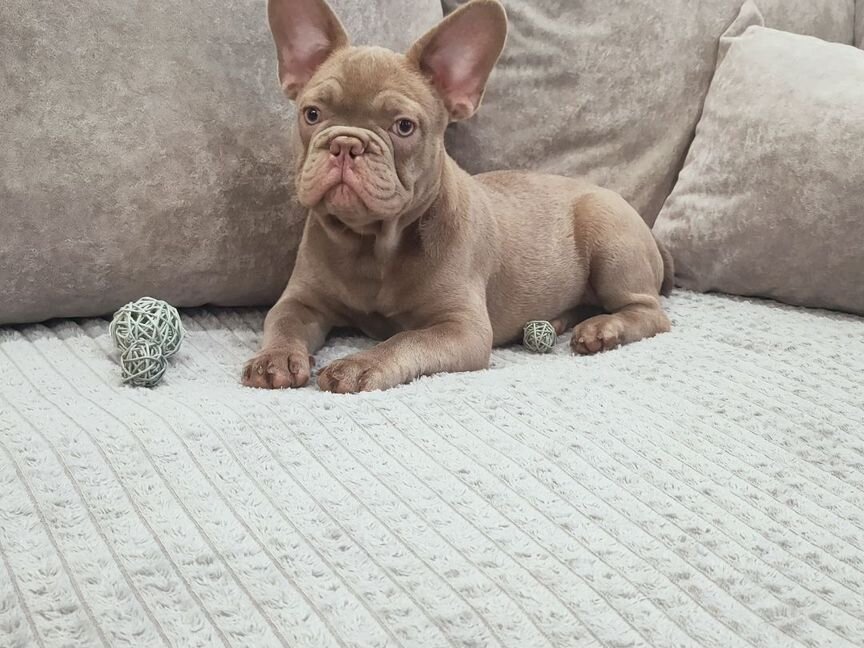 Красавчик Изабелла в ношении Флаффи