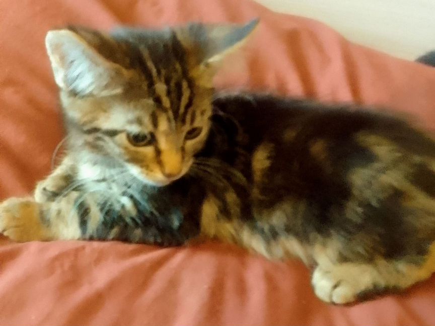 Мальчик (Бурмадион)