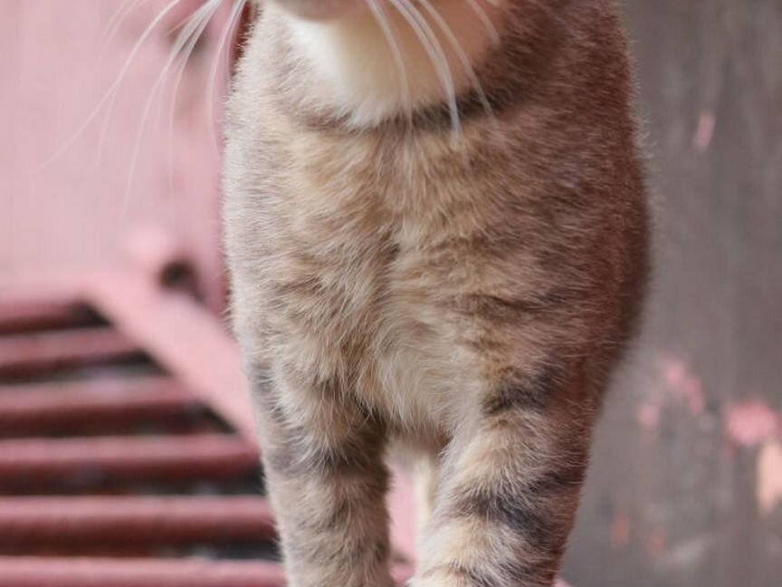 Котик подкидышь