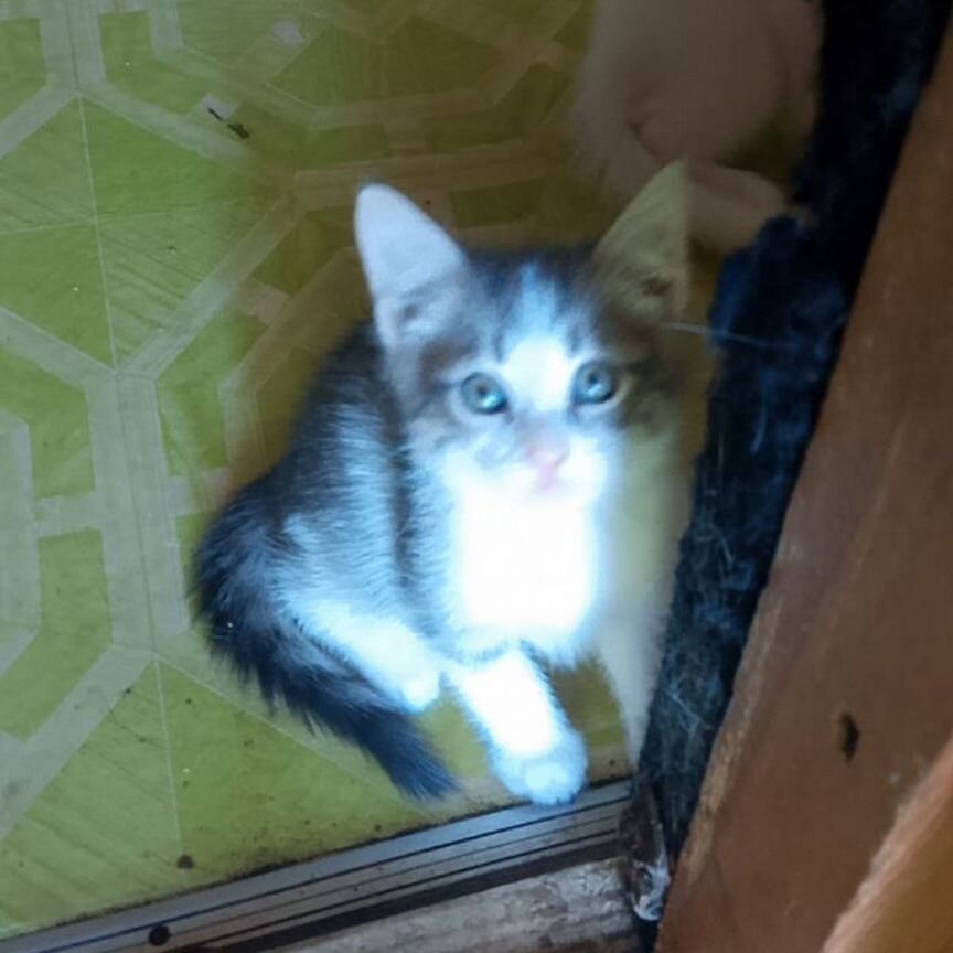 Котёнок в добрые руки