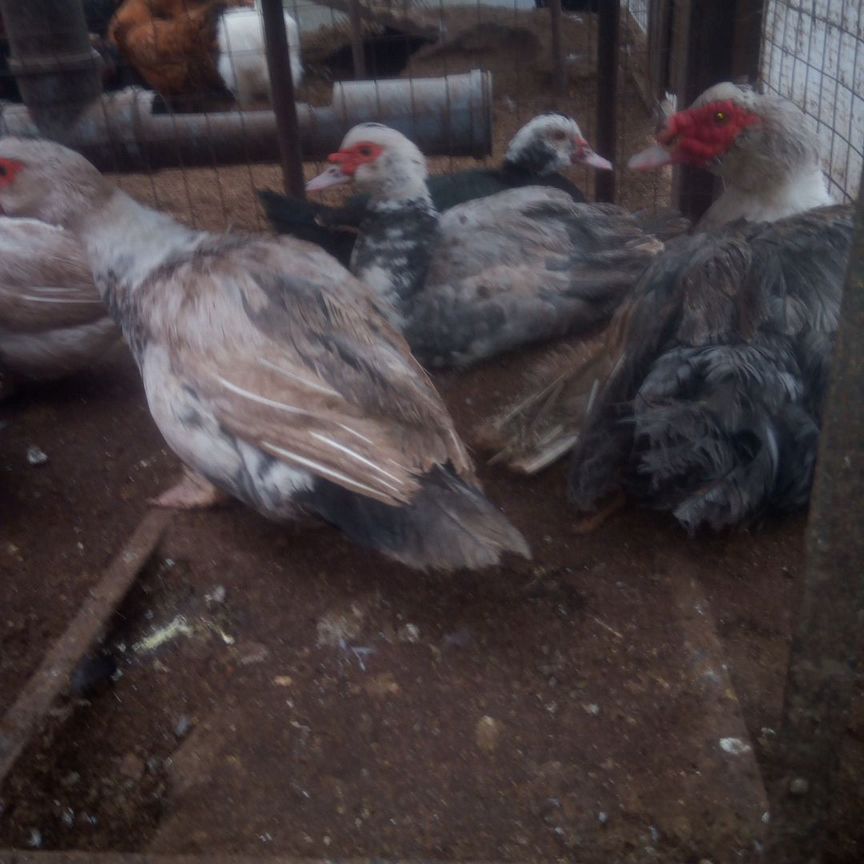 Индоутки на племя