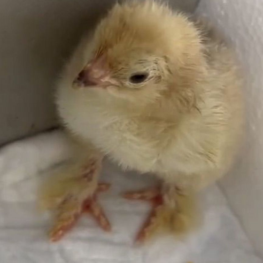 Цыплята брама порцилян 35 дн