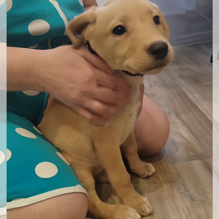 Лабрадор-ретривер, щенок