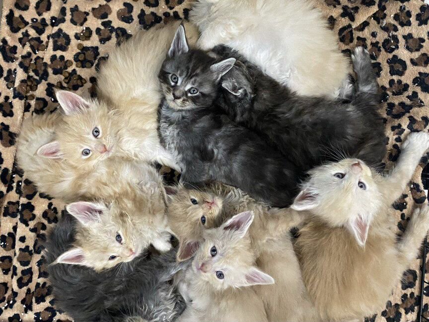 Котята Мейн-кун