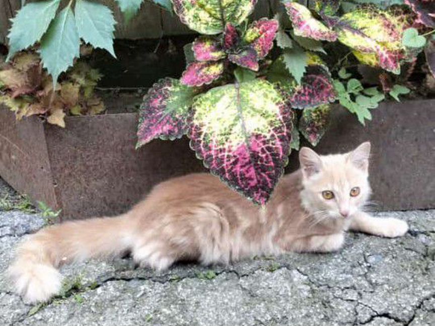 Рыжий котик