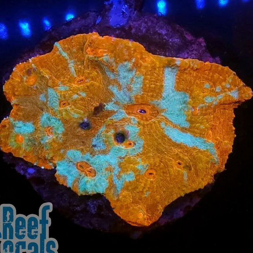 Живой морской коралл Чалис Золотой (Chalice Coral)