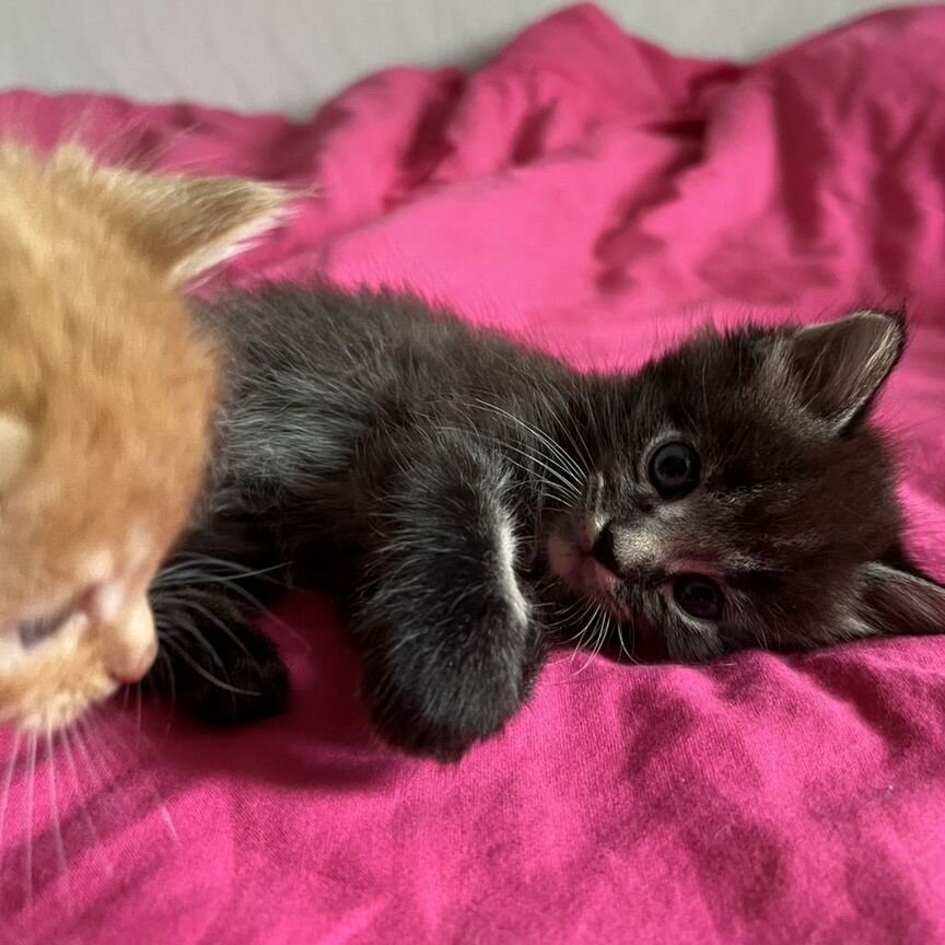 Мейн-кун котёнок