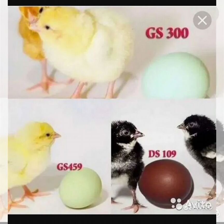 Инкубационное яйцо