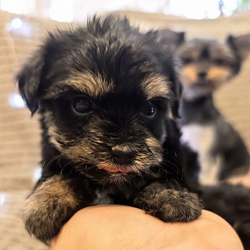 Йоркширский терьер мини беби фейс