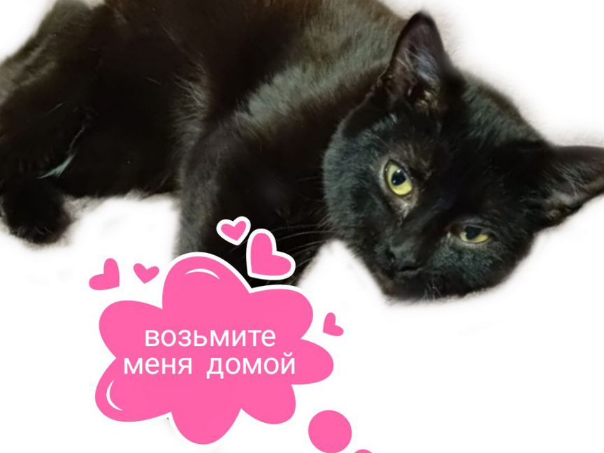 Кошка подросток ищет мам и пап