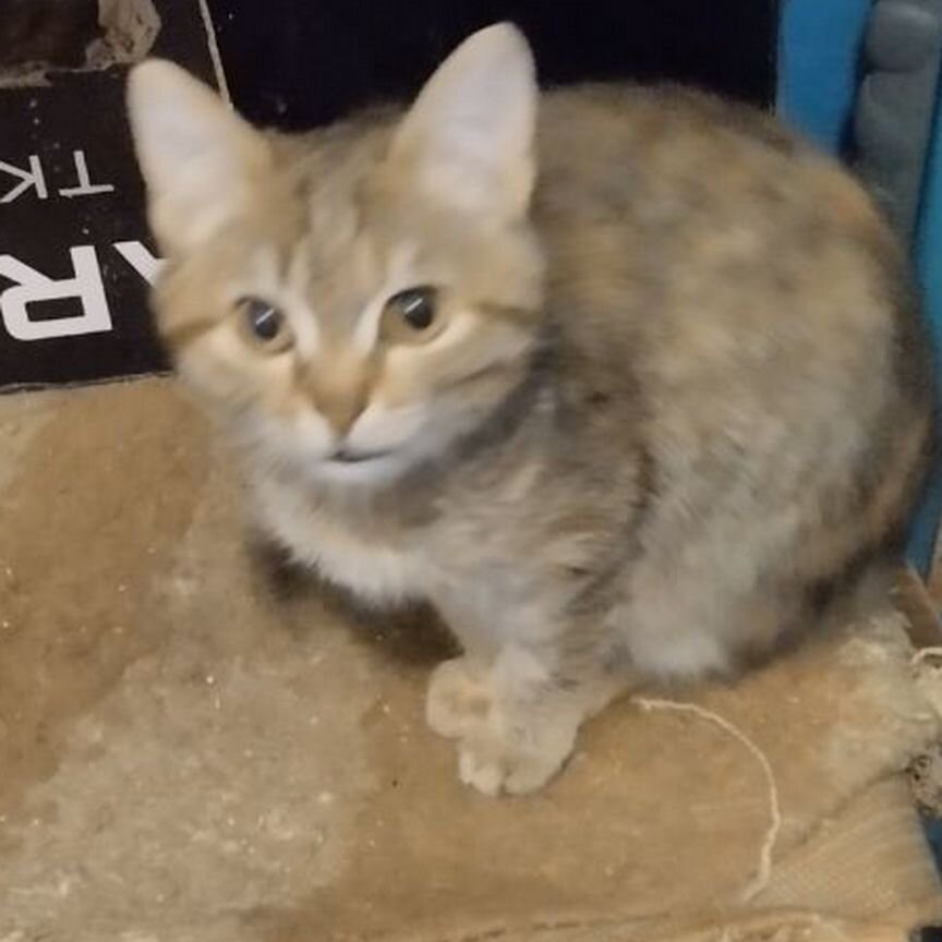 Саванна котёнок