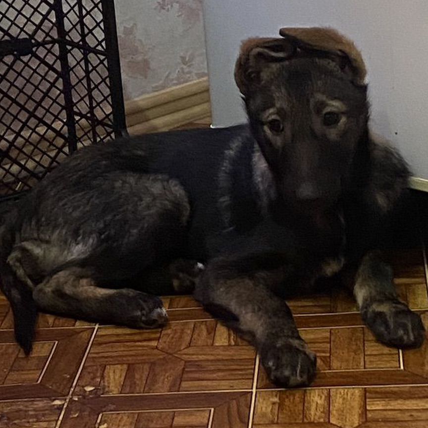 Щенок мальчик 3 месяца