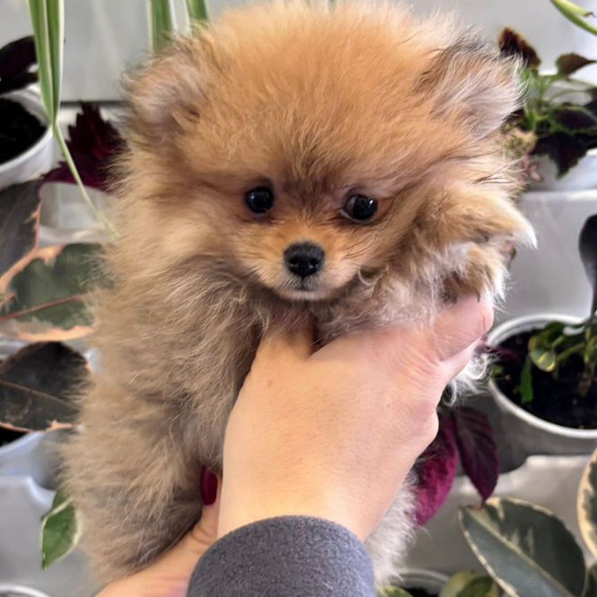 Померанский шпиц, щенок