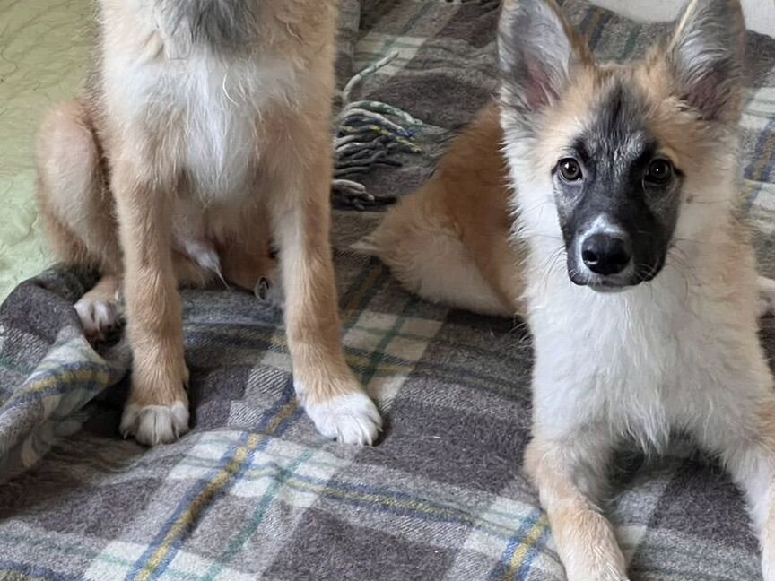 Щенки дворняжки