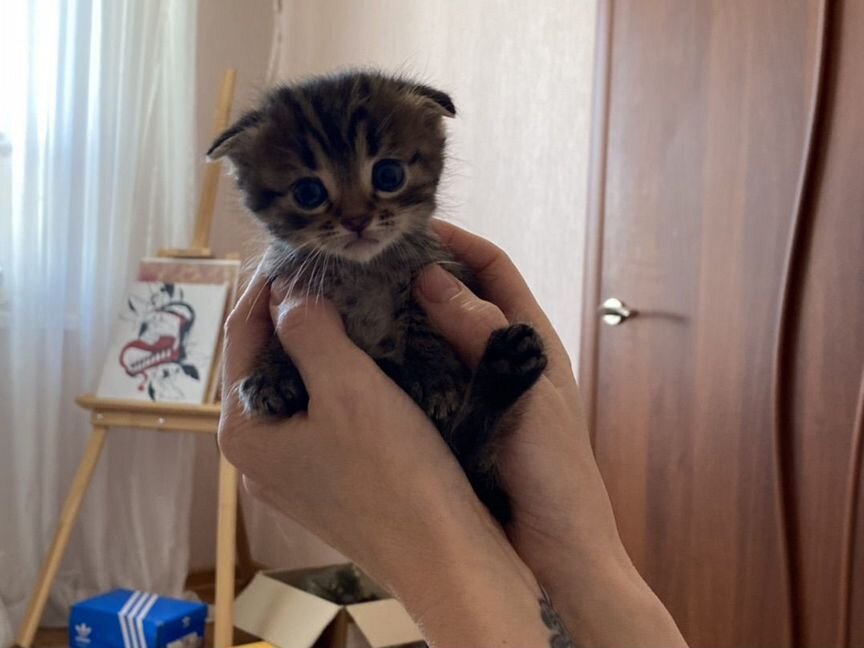 Шотладские котята