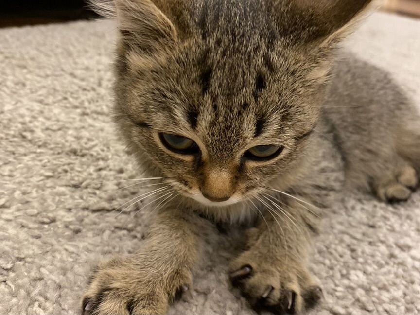 Найденыш ищет дом