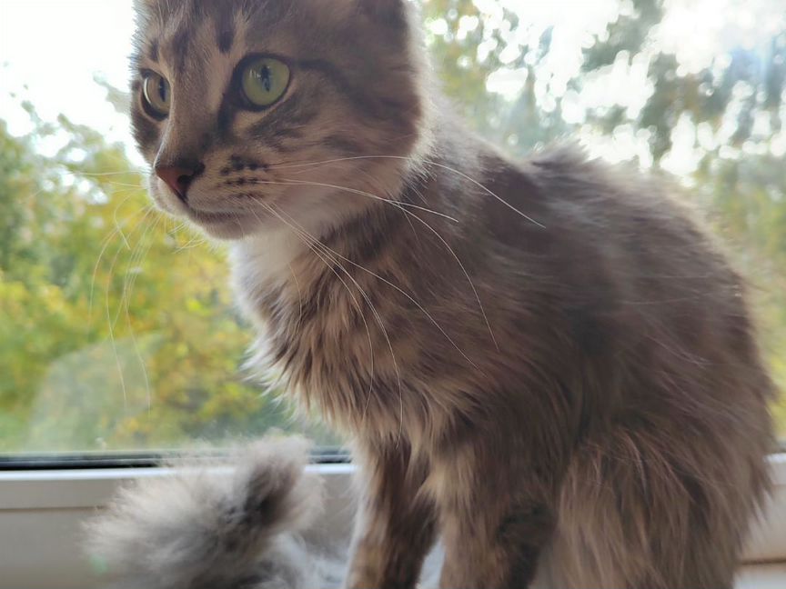 Кошка в хорошие руки