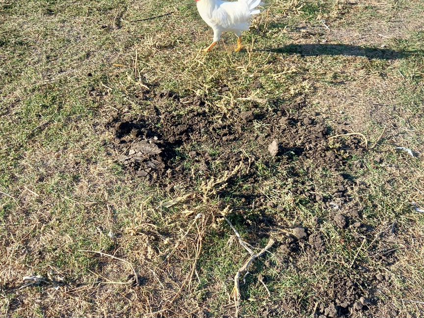 Петухи Леггорн,кролики 6 мес