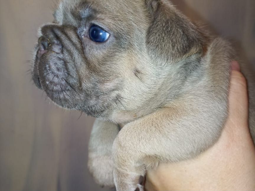 Французский бульдог
