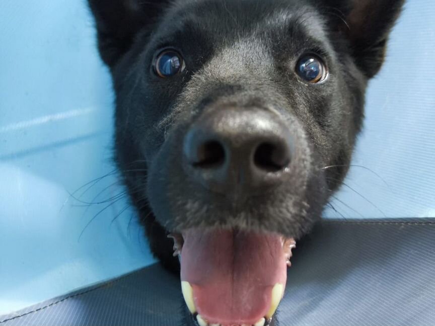 Хозяин ушел на сво, пса грозился пристрелить