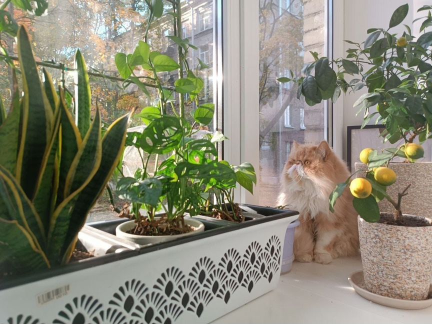 Персидский кот (8 лет)