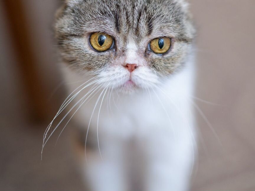 Кошечка и котенок Scottish Fold