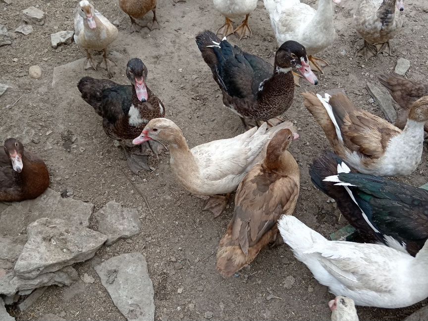 Индоутки молодые 4 месяца