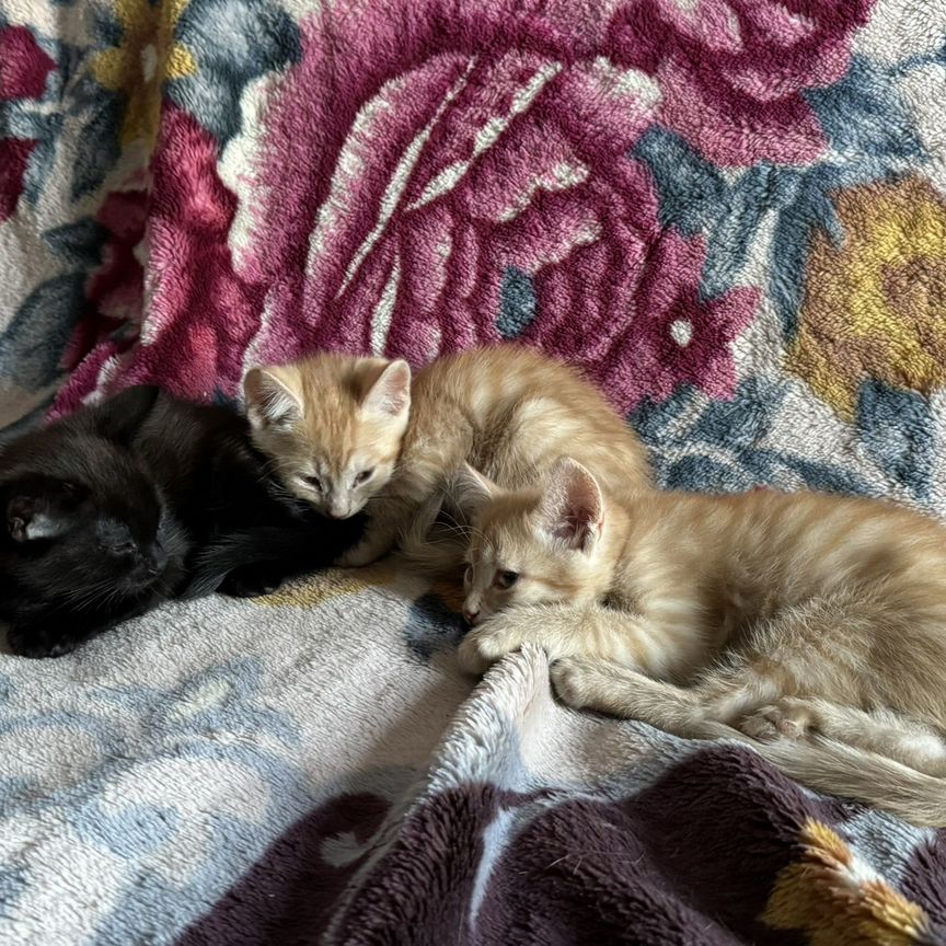 Отдам котенка в добрые руки, 3 мальчика, 3 месяца