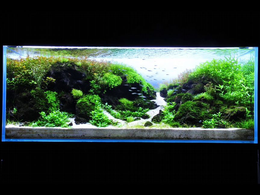 Оформление аквариумов,консультации,коряги