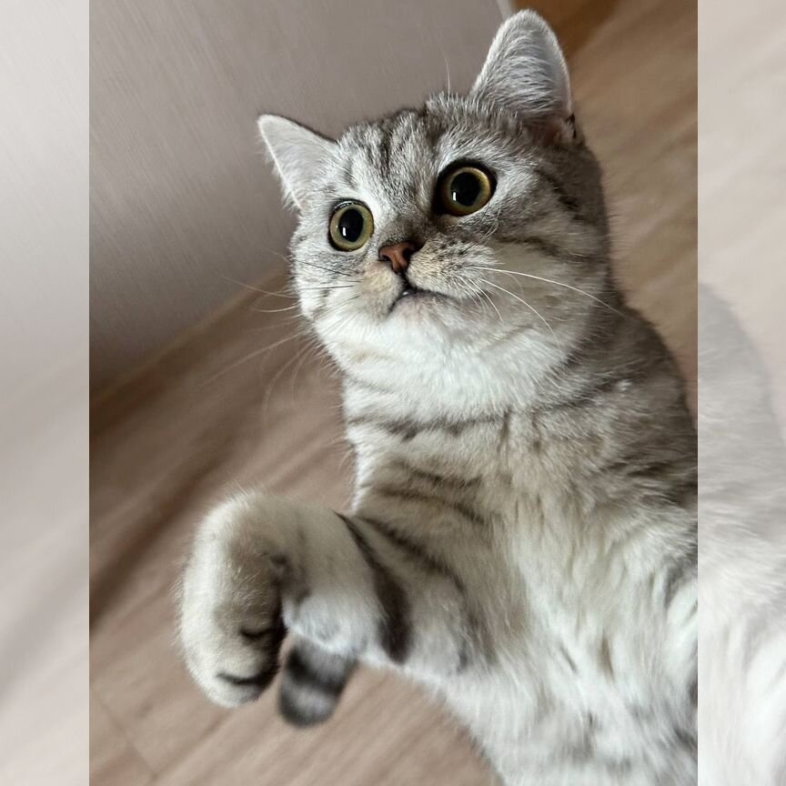 Шотландская кошечка на вязку