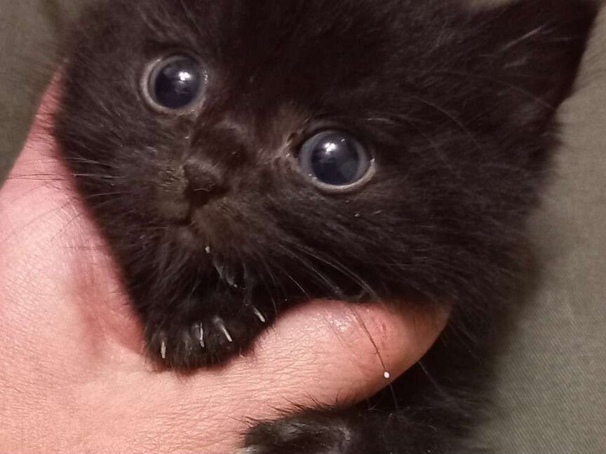 Котята чернушки