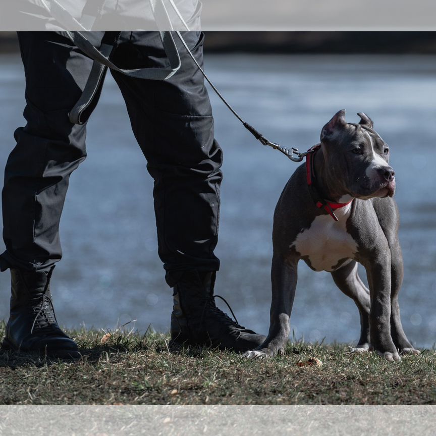 Американский булли, щенок