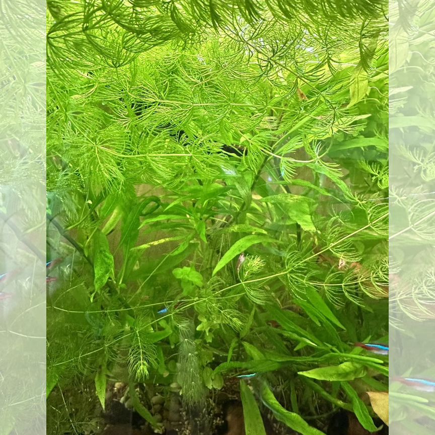 Роголистник