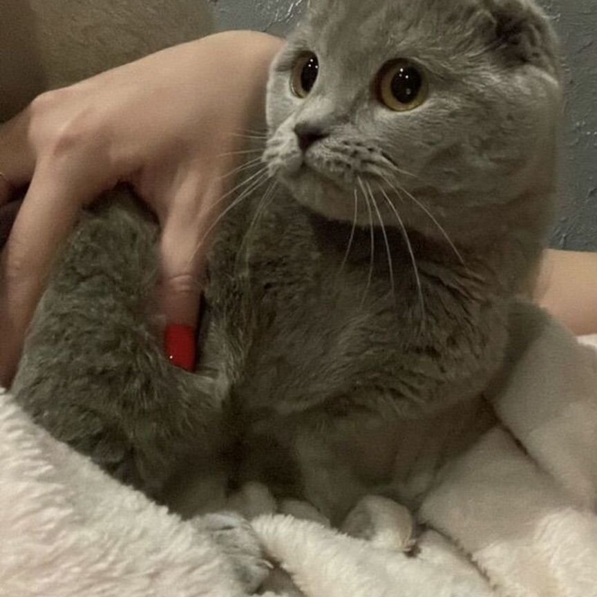 Шотландская вислоухая кошка
