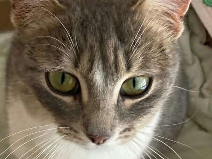 Кошка потеряшка ищет дом